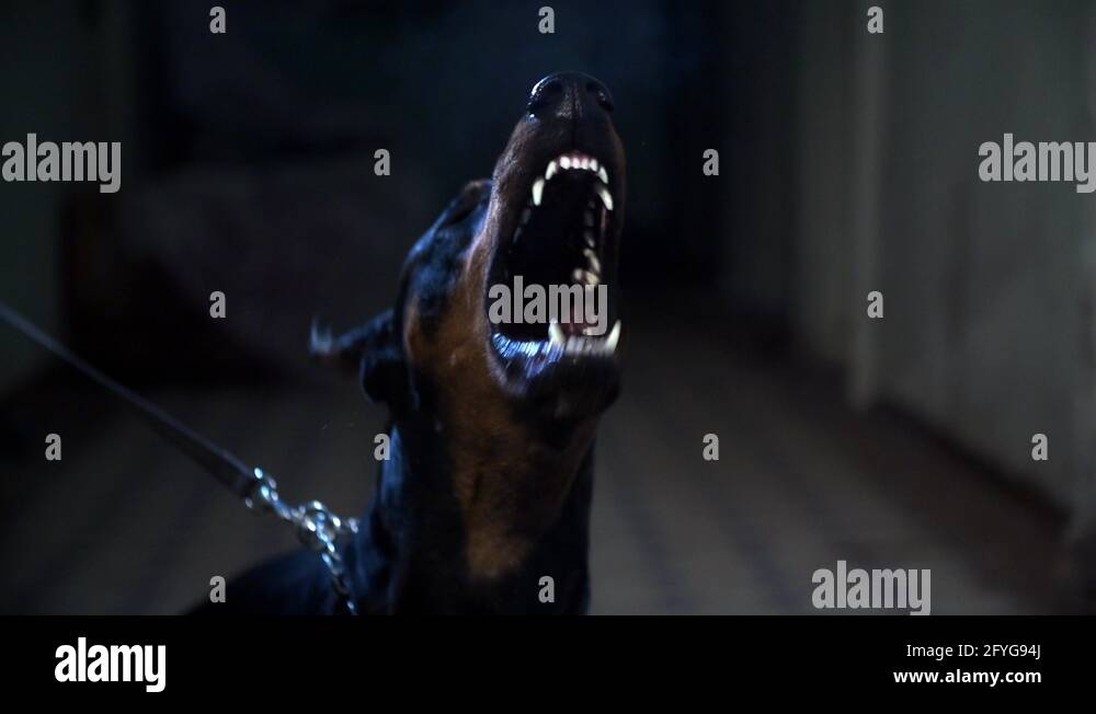 Barking doberman Stock Videos & Footage - HD and 4K Video Clips - Alamy