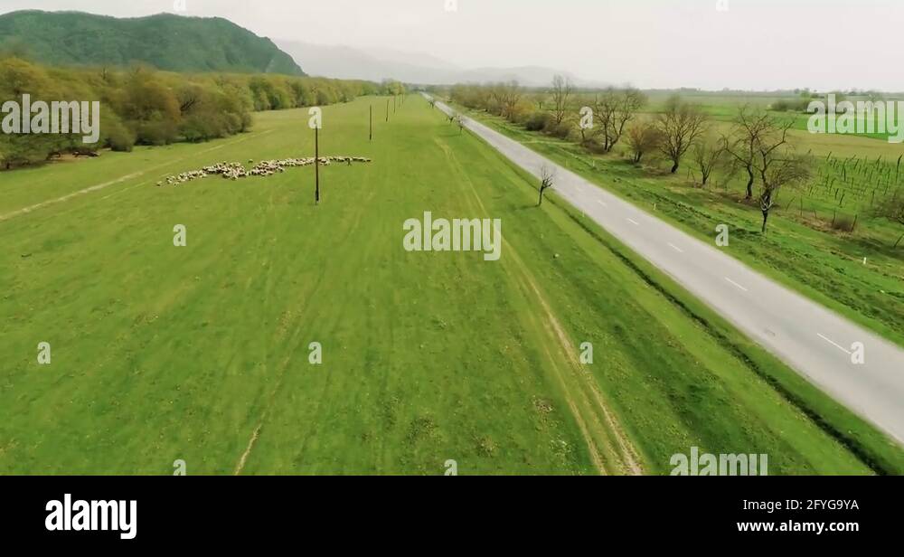 Sheep stretching Stock Videos & Footage - HD and 4K Video Clips - Alamy