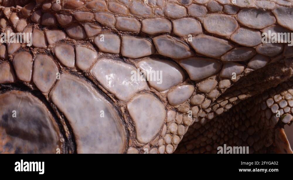 Reptile scales Stock Videos & Footage - HD and 4K Video Clips - Alamy