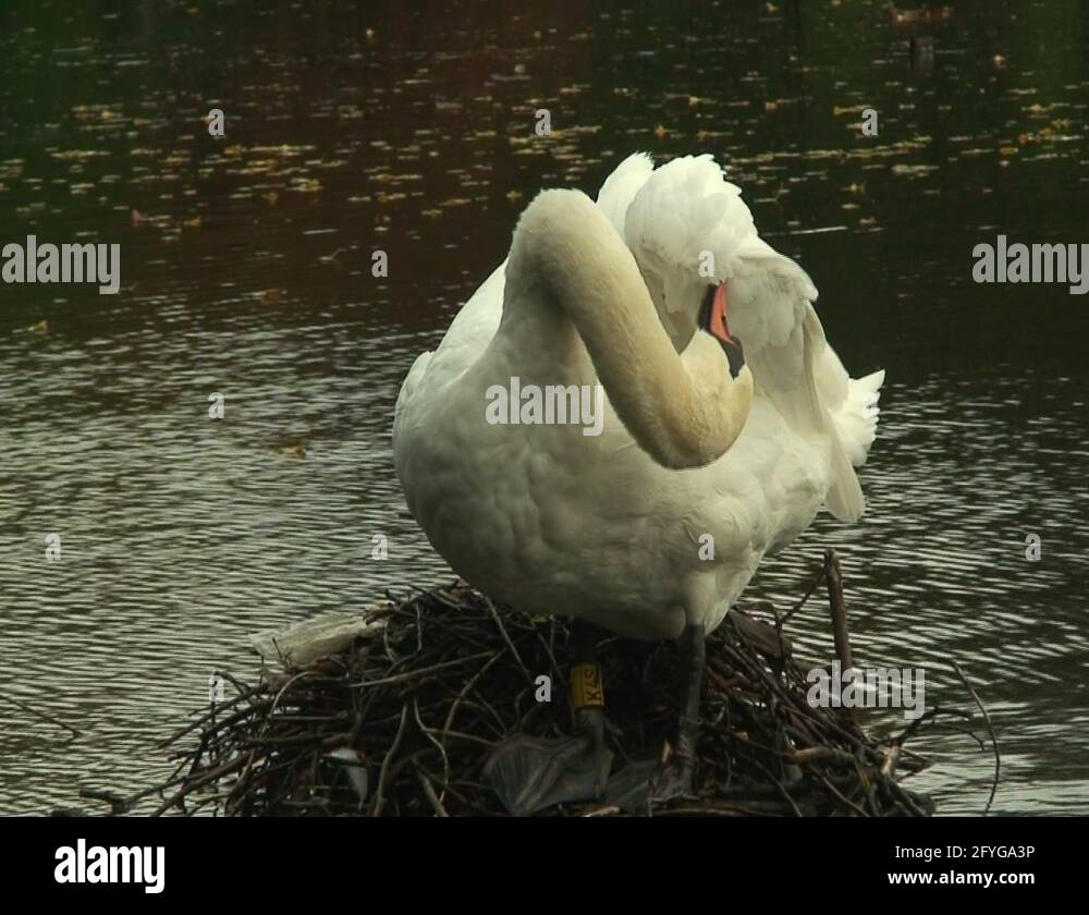 Adult swan Stock Videos & Footage - HD and 4K Video Clips - Alamy
