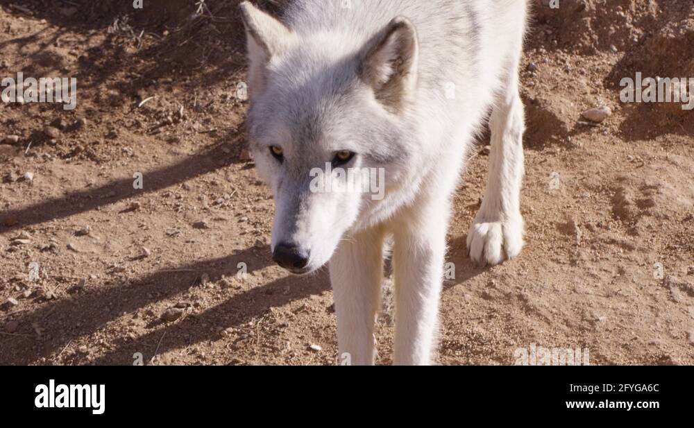 Arctic timber wolf Stock Videos & Footage - HD and 4K Video Clips - Alamy