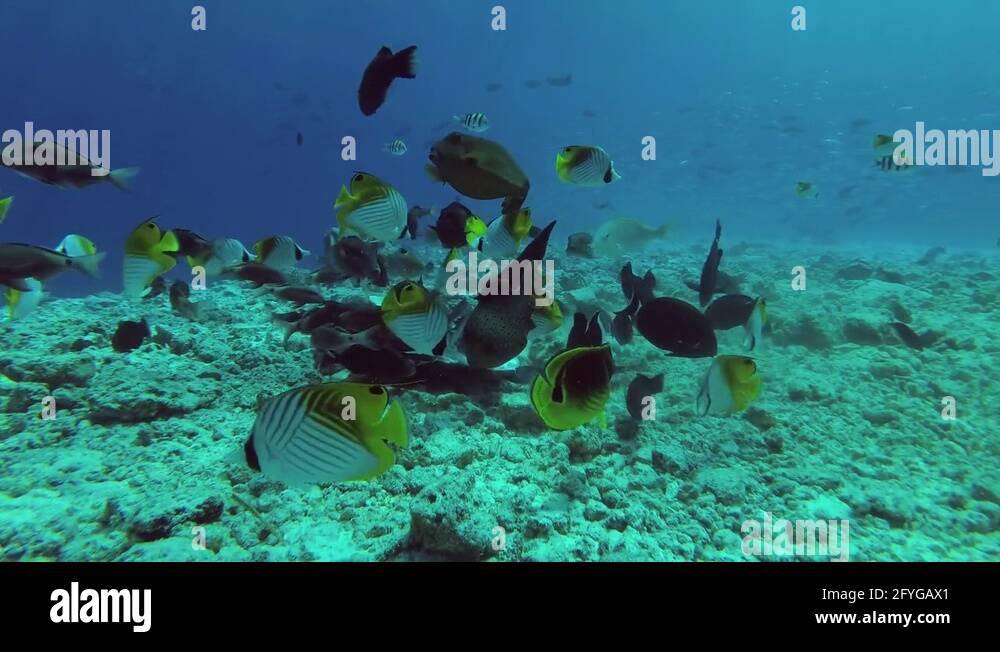 Fish wastes Stock Videos & Footage - HD and 4K Video Clips - Alamy