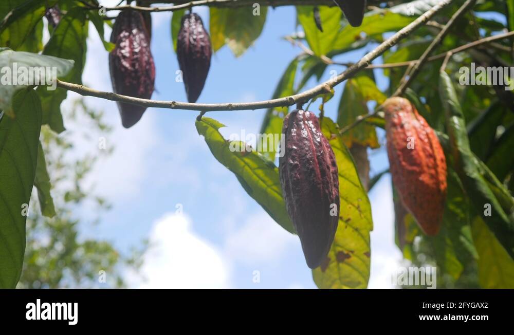 Red Cocoa Pods Hanging on Tree Branch at Organic Plantation Farm. 4K ...