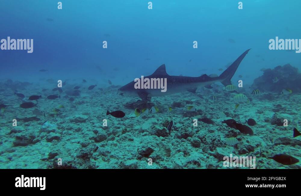 Galeocerdo cuvier Stock Videos & Footage - HD and 4K Video Clips - Alamy