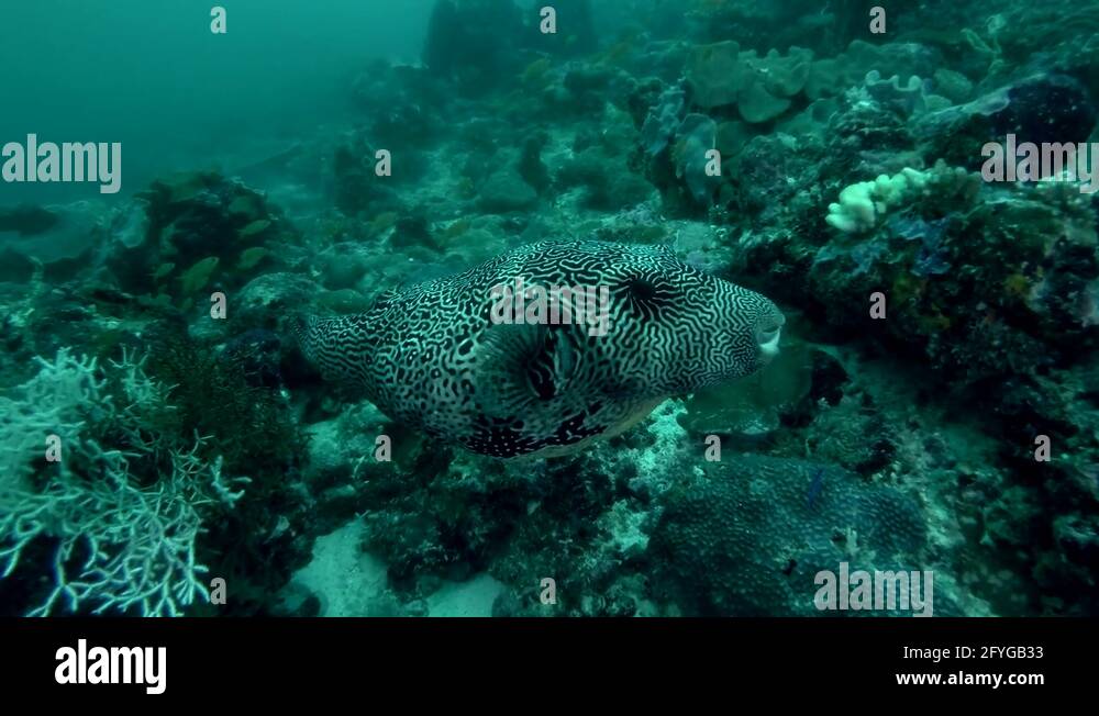Yellow bellied toads Stock Videos & Footage - HD and 4K Video Clips - Alamy