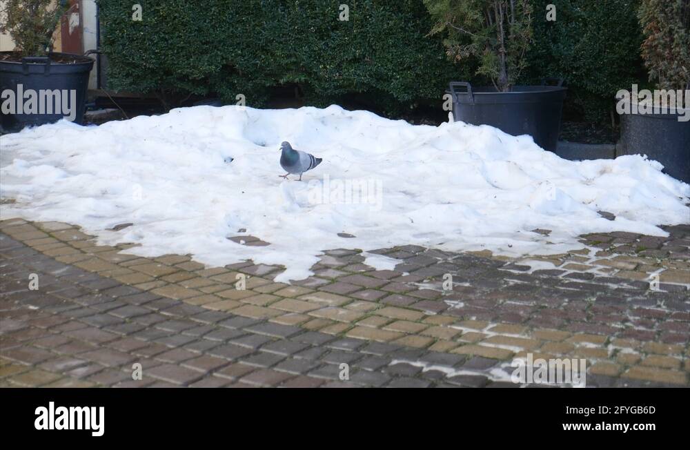 Snow white pigeon Stock Videos & Footage - HD and 4K Video Clips - Alamy