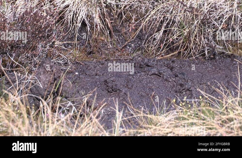Swampy soil Stock Videos & Footage - HD and 4K Video Clips - Alamy
