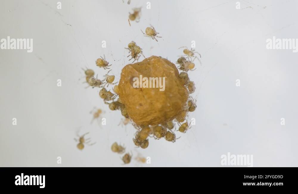 Spider hatching Stock Videos & Footage - HD and 4K Video Clips - Alamy