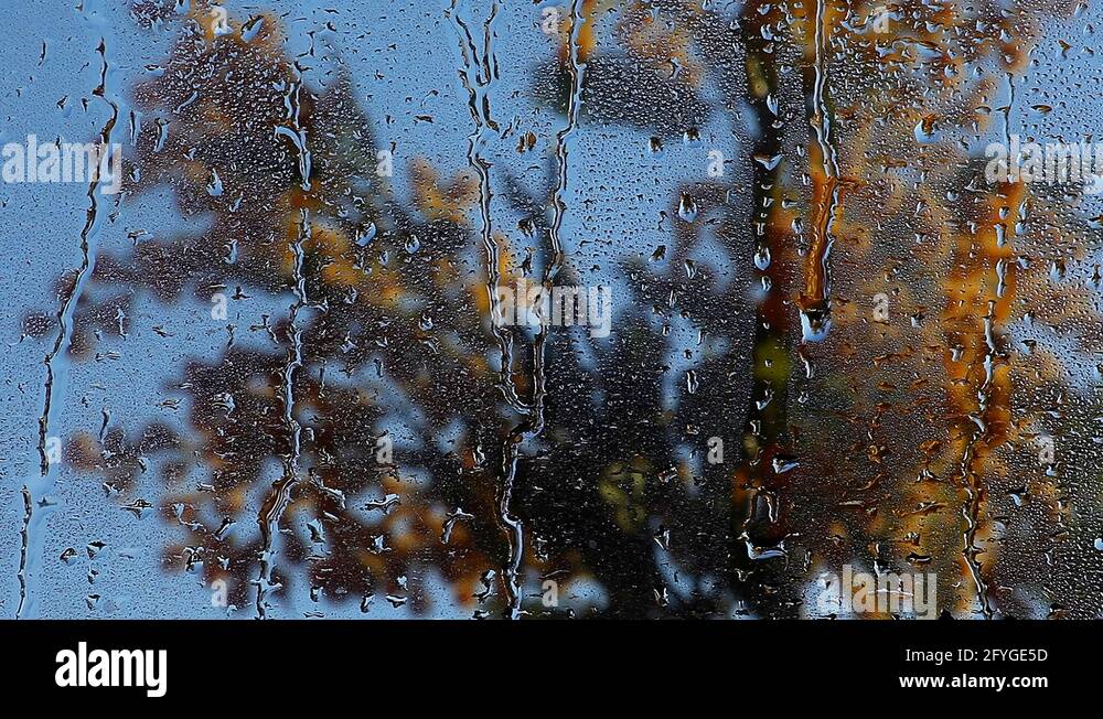 Willow bouquet Stock Videos & Footage - HD and 4K Video Clips - Alamy