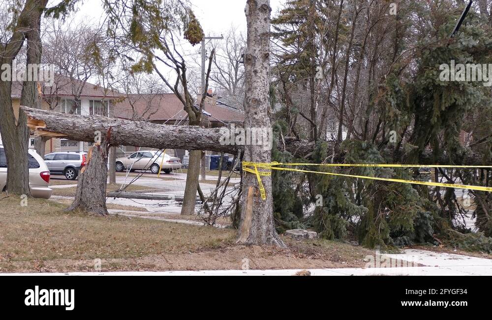 Trees and hydro power lines down as severe wind storm hits city Stock ...
