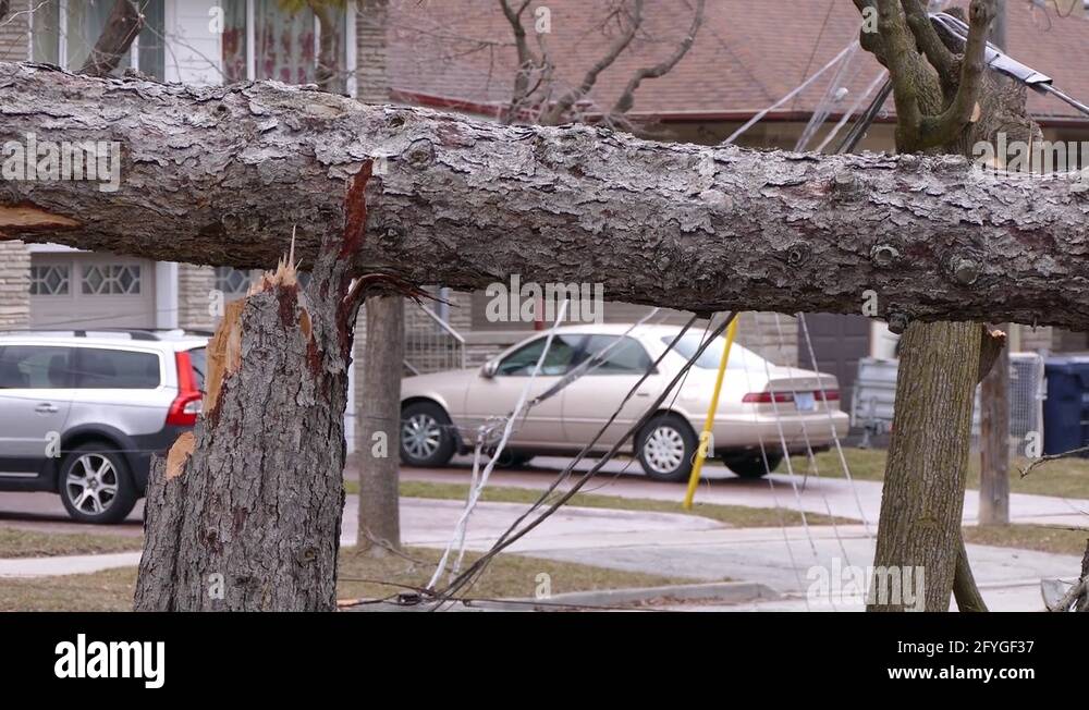 Trees and hydro power lines down as severe wind storm hits city Stock ...