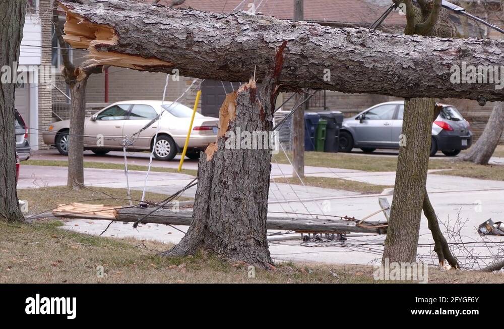 Trees and hydro power lines down as severe wind storm hits city Stock ...