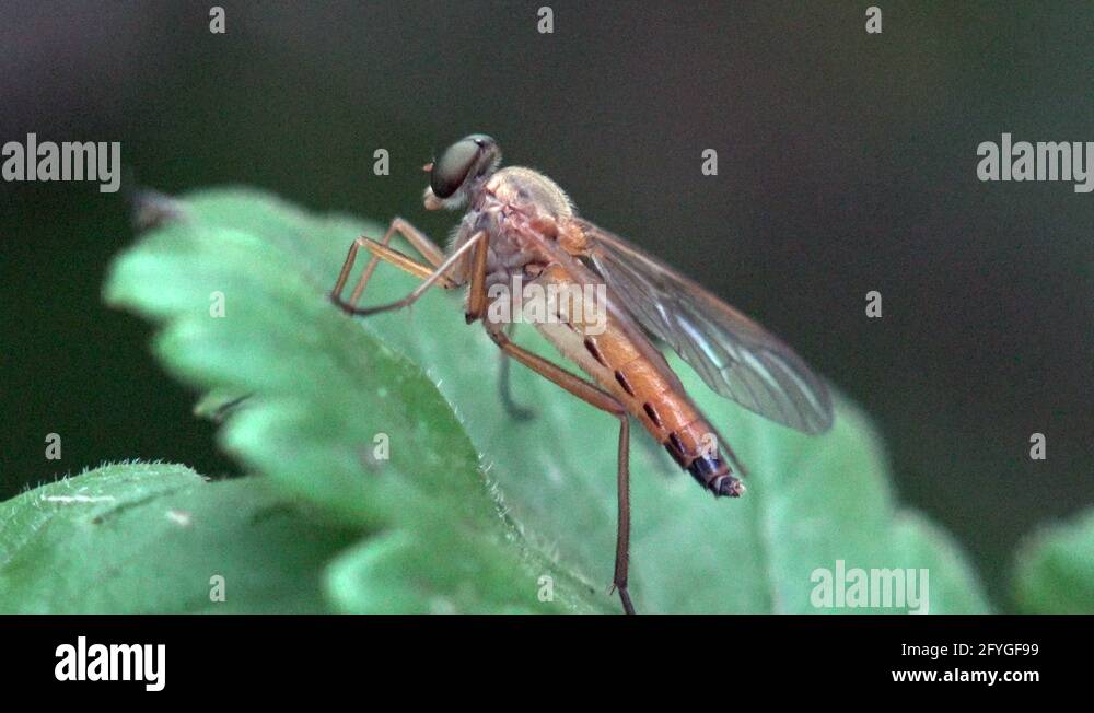 Fly predator beneficial insect Stock Videos & Footage - HD and 4K Video ...