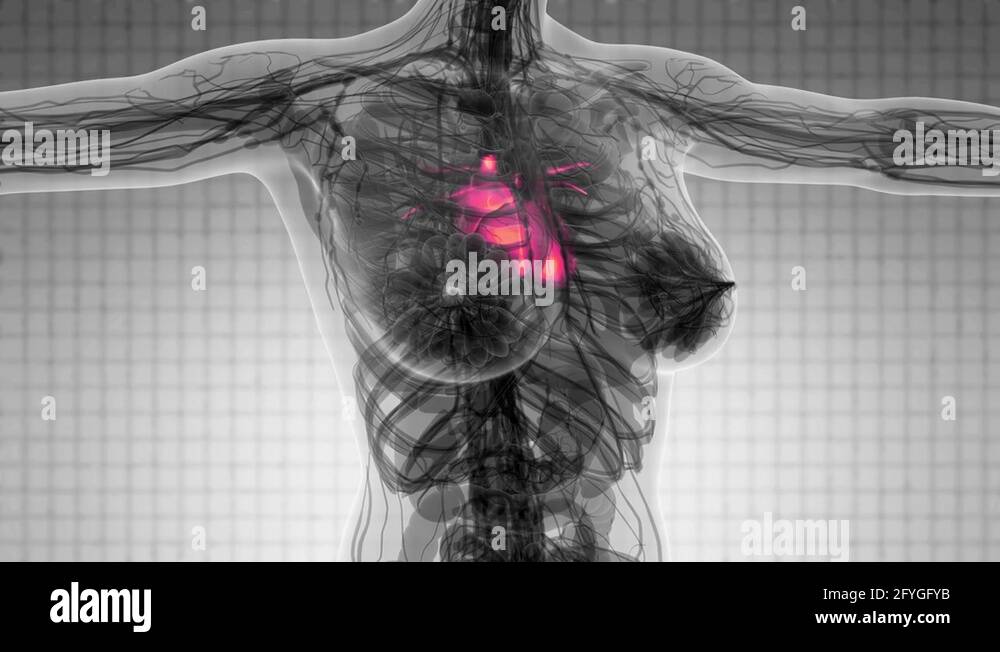 science anatomy scan of human heart glowing Stock Video Footage - Alamy
