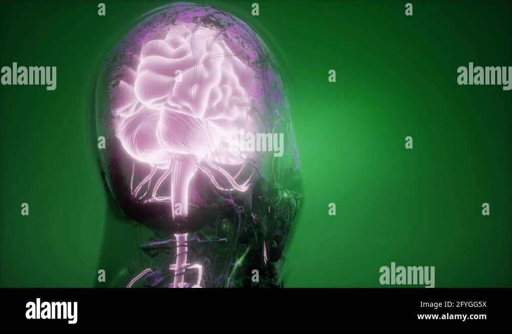 science anatomy scan of human brain and nerves glowing Stock Video ...