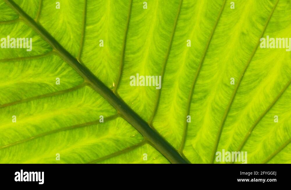 Green tropical leaf pattern Stock Videos & Footage - HD and 4K Video ...
