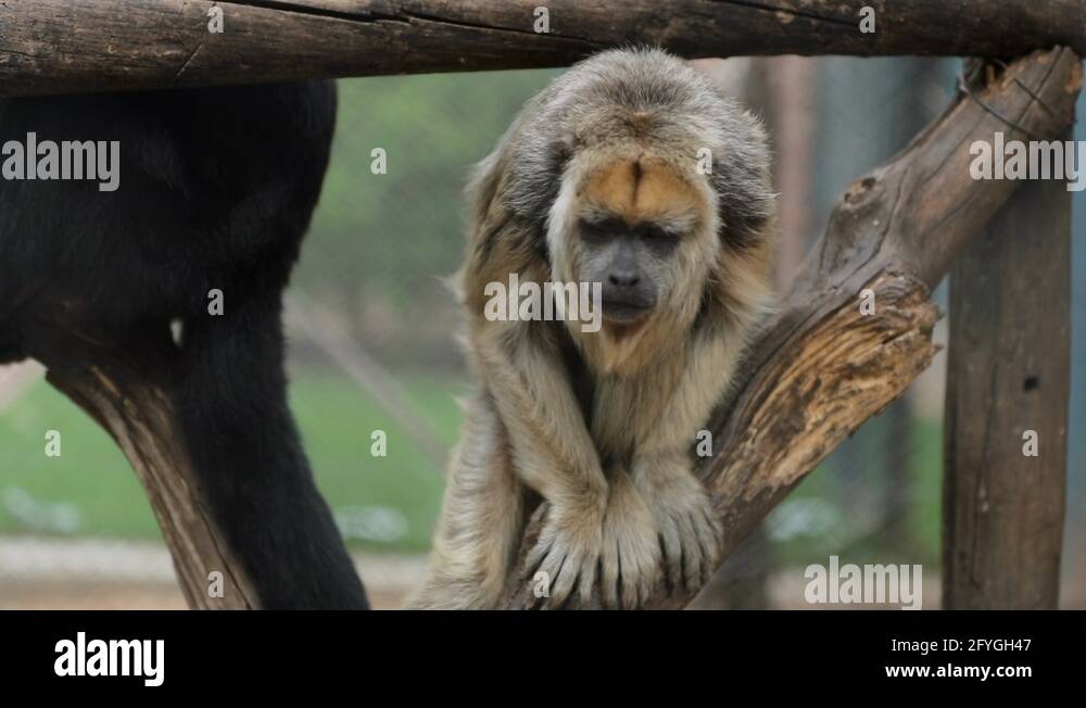 Ape zoo Stock Videos & Footage - HD and 4K Video Clips - Alamy