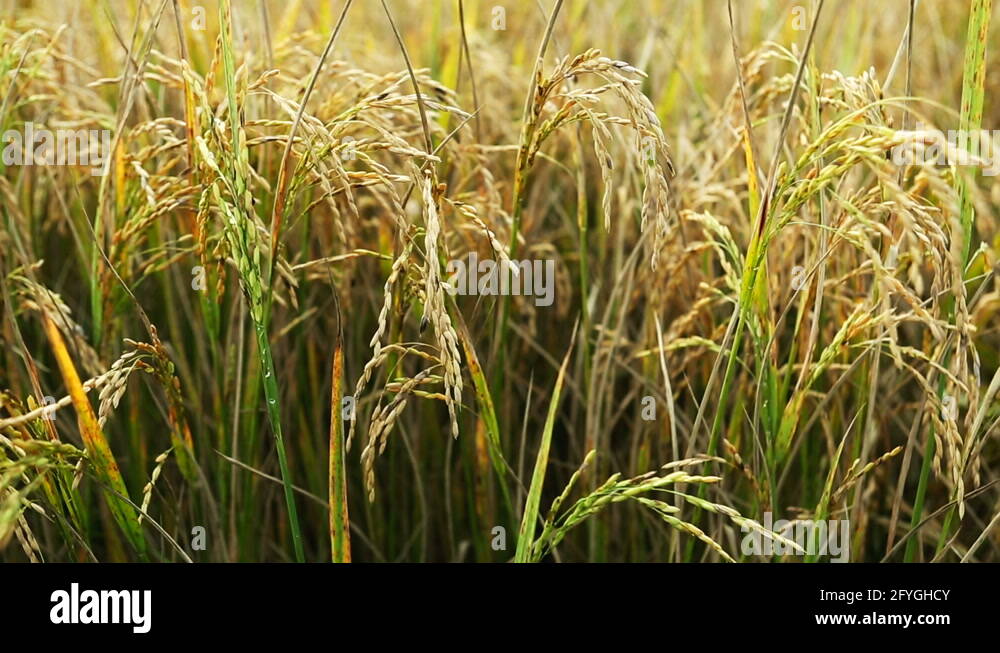 Rice field. Green growing rice. Healthy Vegetarian Food. Germination of ...