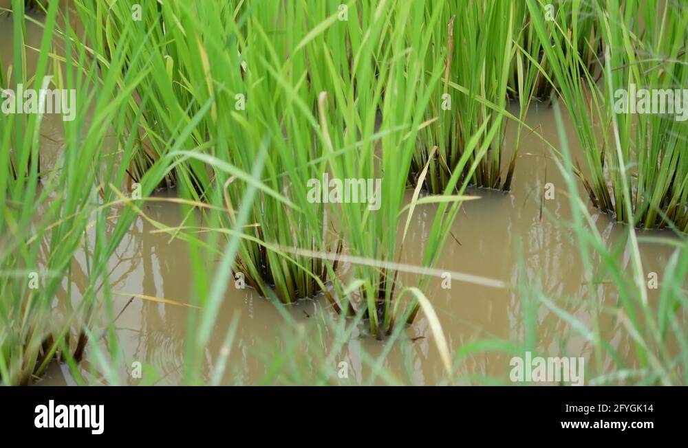 Dolly slider fresh green rice plant in the rice field farm Stock Video ...