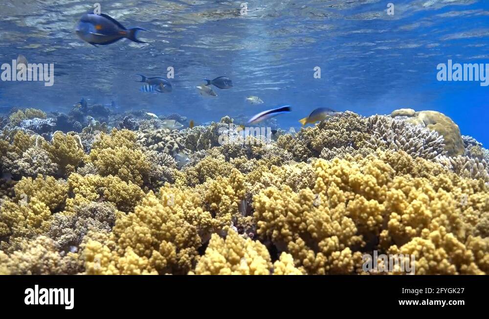 Arabian sea coral saudi arabia Stock Videos & Footage - HD and 4K Video ...