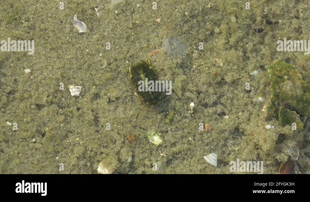 Marine biology larva Stock Videos & Footage - HD and 4K Video Clips - Alamy