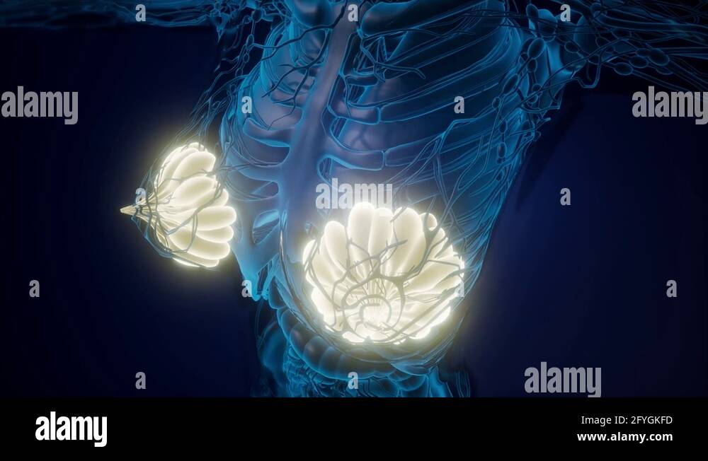 science anatomy of human body in x-ray with glow mammary gland Stock ...
