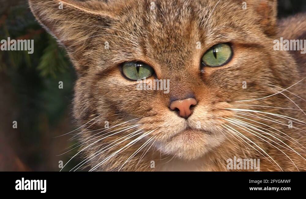 The scottish wildcat is a european wildcat Stock Videos & Footage - HD ...