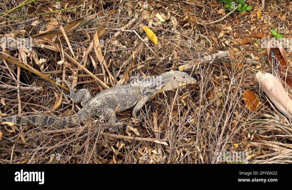 Ground monitor Stock Videos & Footage - HD and 4K Video Clips - Alamy