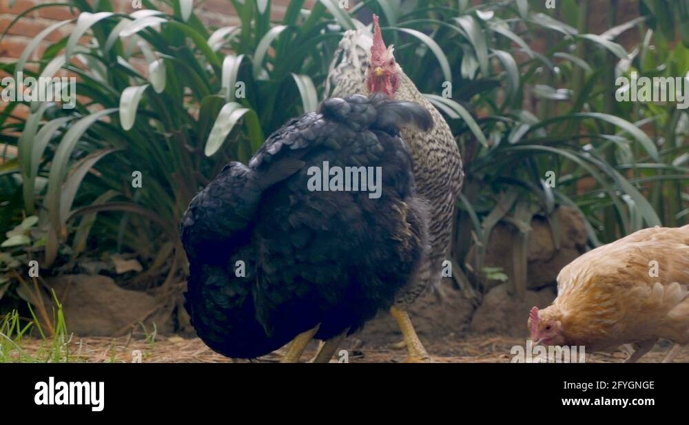 Guard rooster Stock Videos & Footage - HD and 4K Video Clips - Alamy
