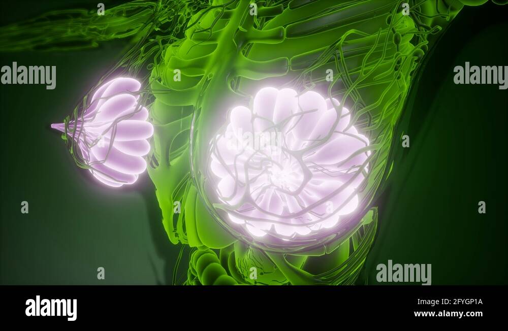 science anatomy of human body in x-ray with glow mammary gland Stock ...
