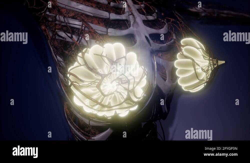 science anatomy of human body in x-ray with glow mammary gland Stock ...