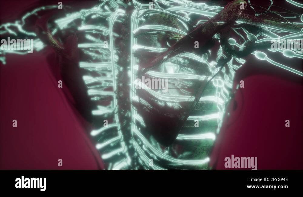 science anatomy scan of woman heart and blood vessels glowing Stock ...