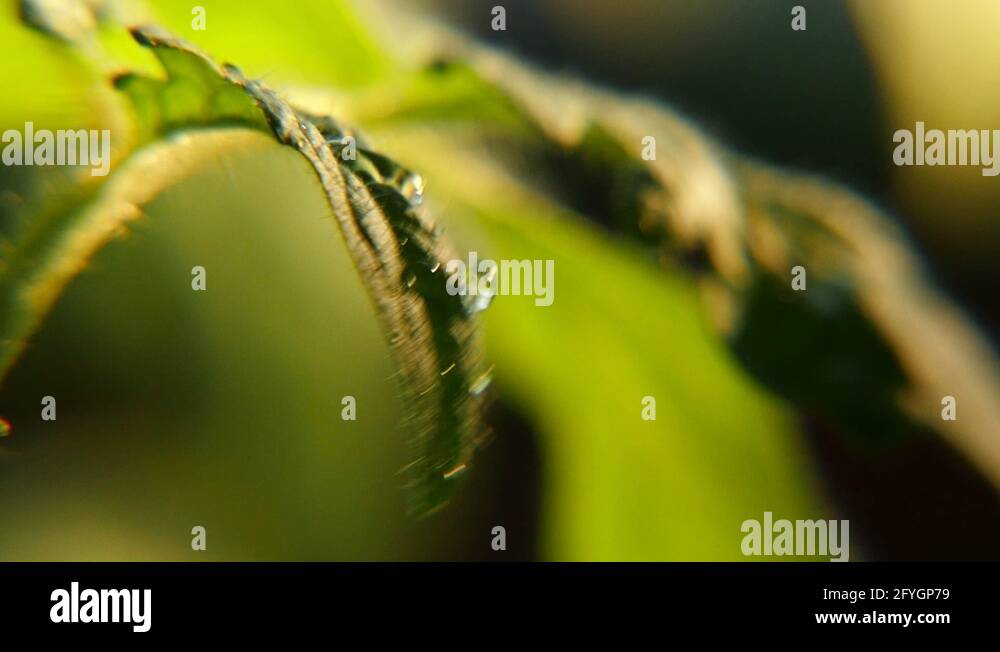 Blobs of rain Stock Videos & Footage - HD and 4K Video Clips - Alamy