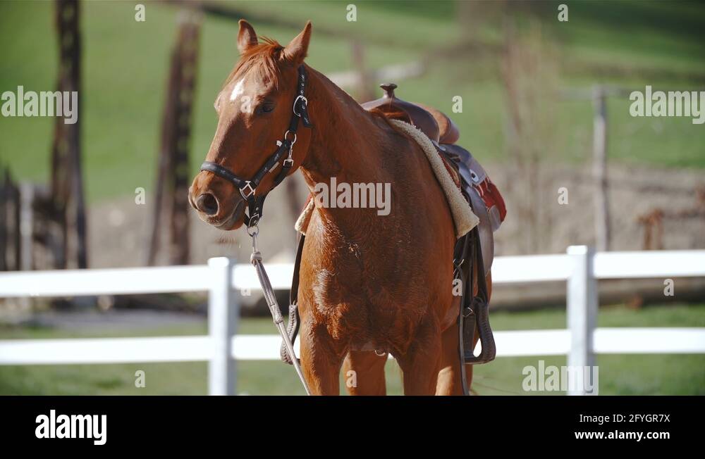 Sweating horse Stock Videos & Footage - HD and 4K Video Clips - Alamy