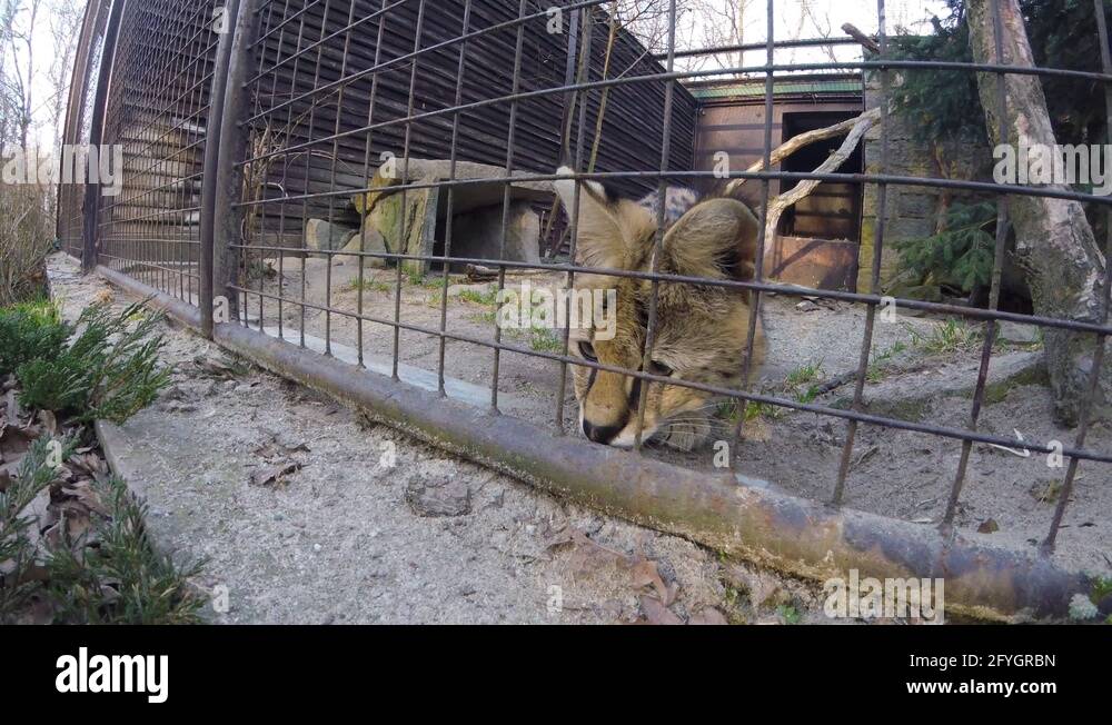 Interaction with animal Stock Videos & Footage - HD and 4K Video Clips ...