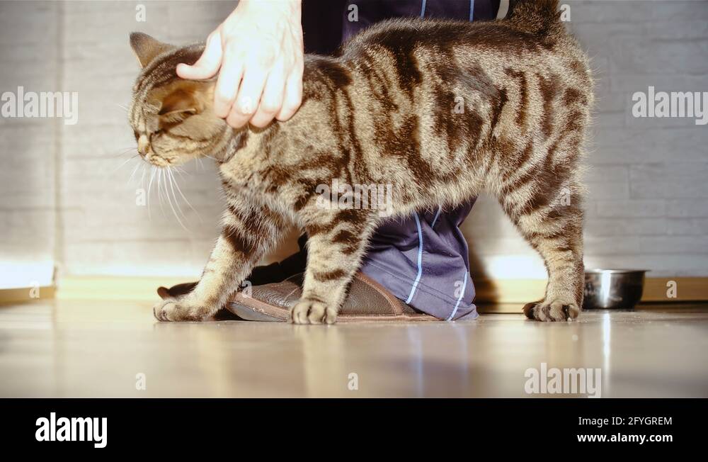 Cat with long legs Stock Videos & Footage - HD and 4K Video Clips - Alamy