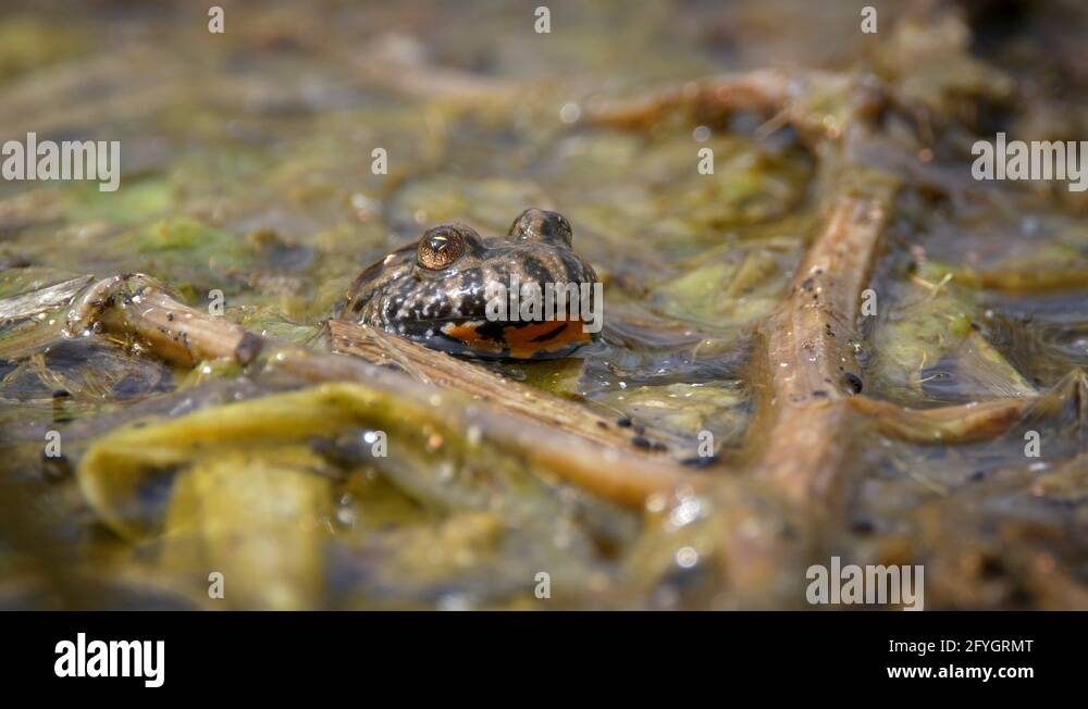 Bombina bombina Stock Videos & Footage - HD and 4K Video Clips - Alamy