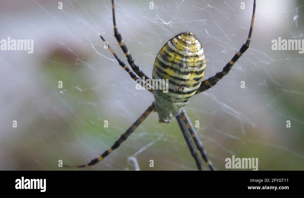 Corn spider Stock Videos & Footage - HD and 4K Video Clips - Alamy