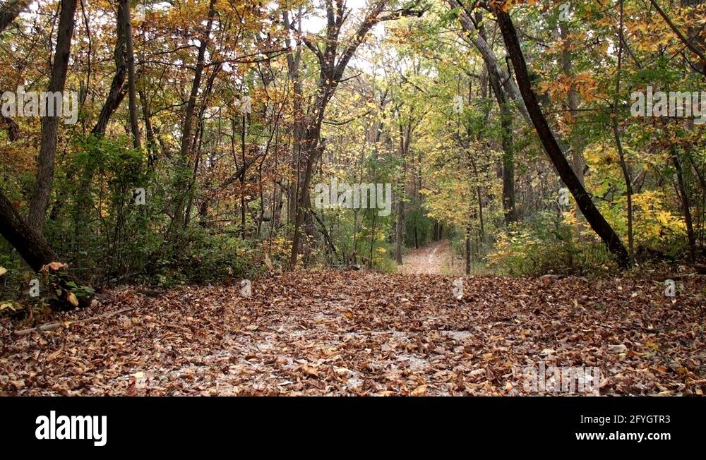 Gravel trail path covered in fallen leaves Stock Video Footage - Alamy