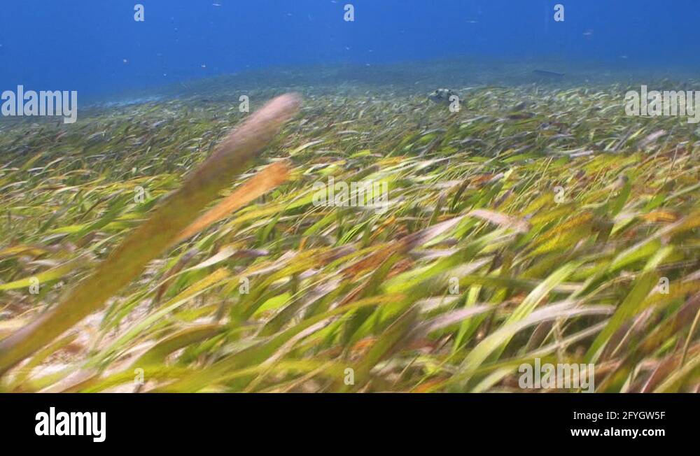 Underwater turtle grass Stock Videos & Footage - HD and 4K Video Clips ...