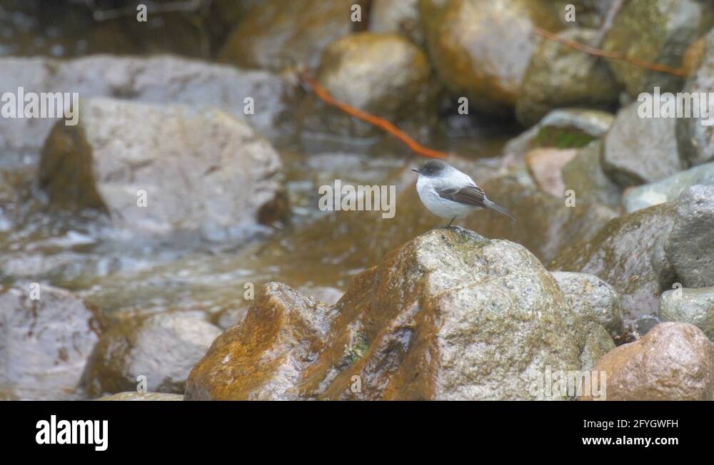 Napo river animal ecuador Stock Videos & Footage - HD and 4K Video ...