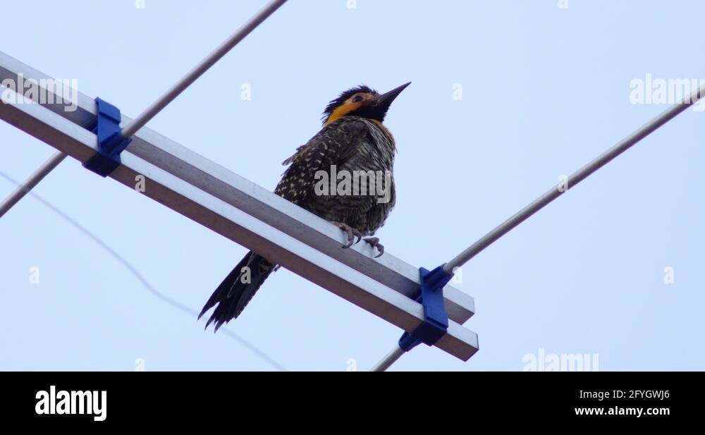 Woodpecker bird woodpeckers Stock Videos & Footage - HD and 4K Video ...