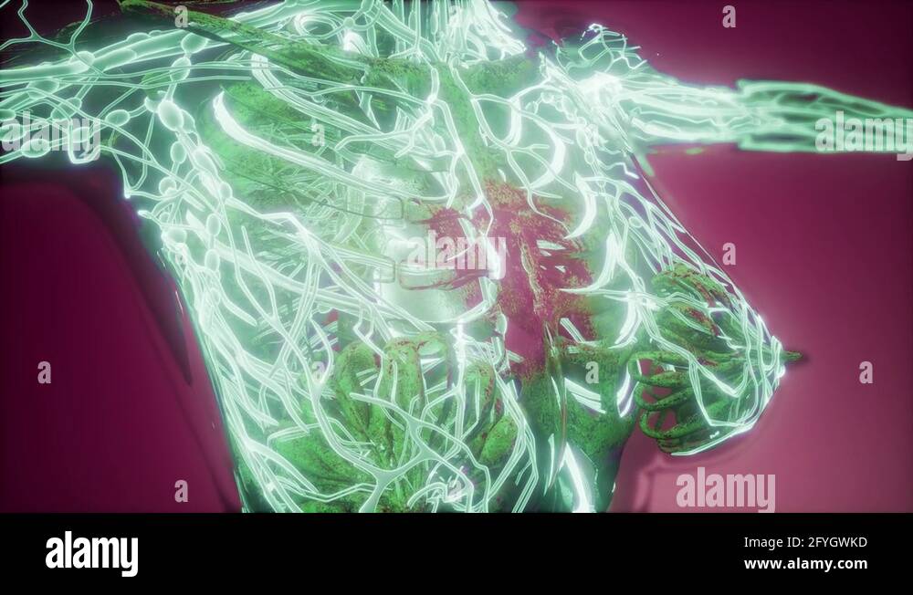 science anatomy scan of woman heart and blood vessels glowing Stock ...