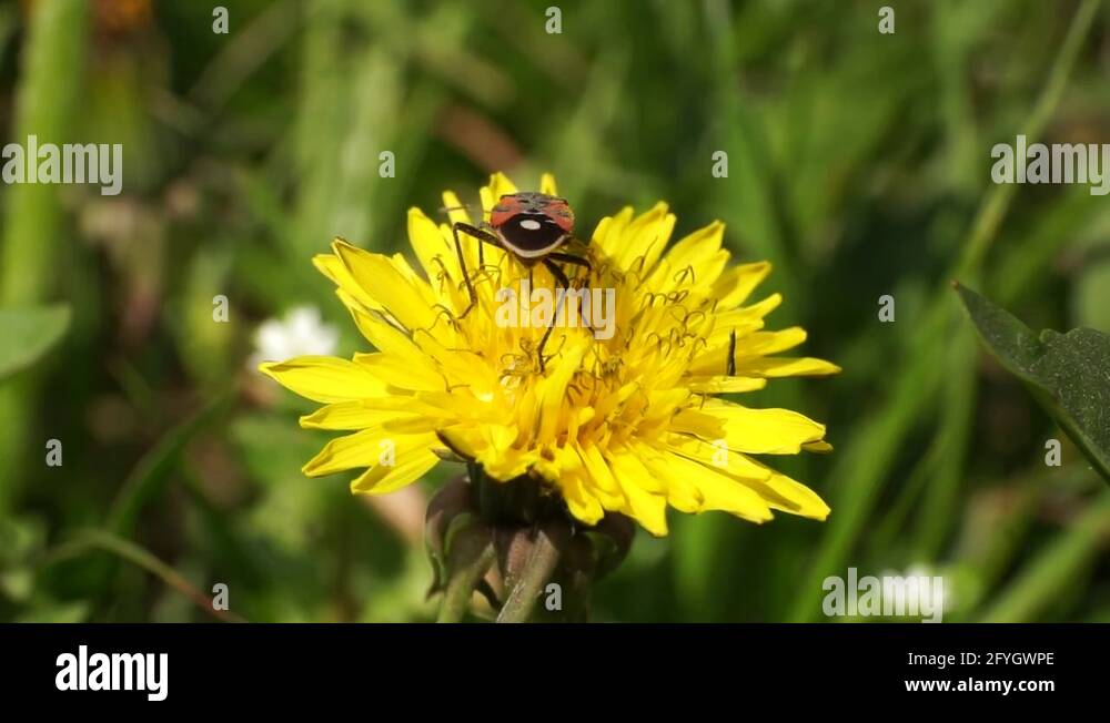 Red soldier bug Stock Videos & Footage - HD and 4K Video Clips - Alamy Red soldier bug Stock Videos & Footage - HD and 4K Video Clips - Alamy