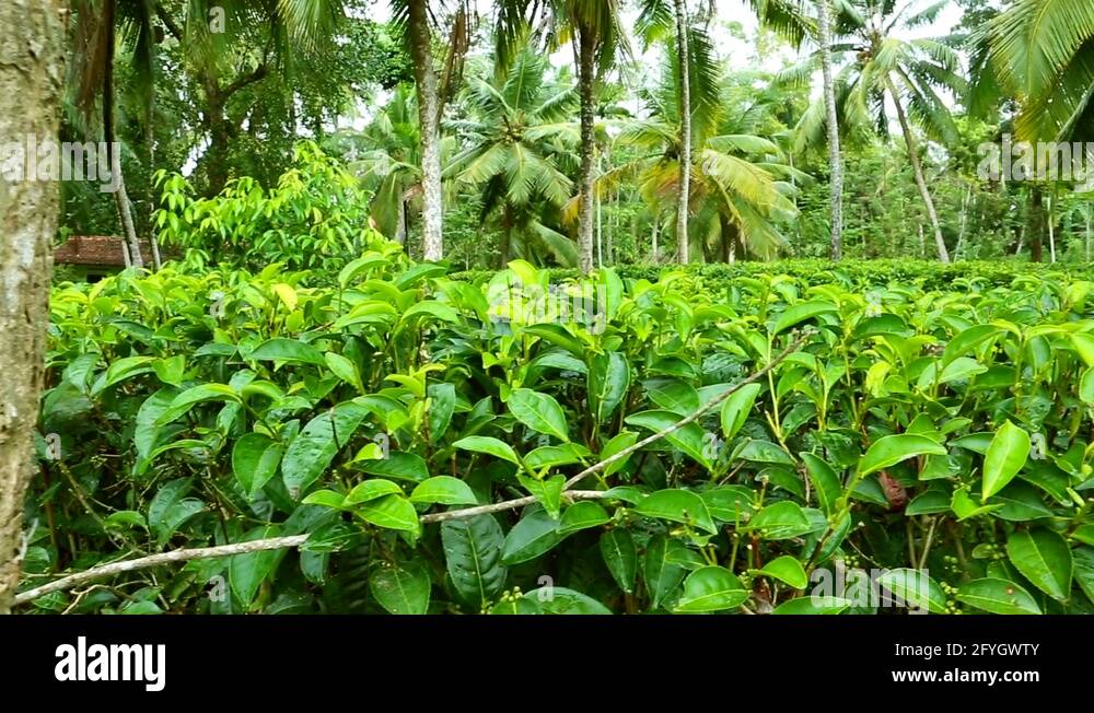 Ceylon tea plantations Stock Videos & Footage - HD and 4K Video Clips - Alamy