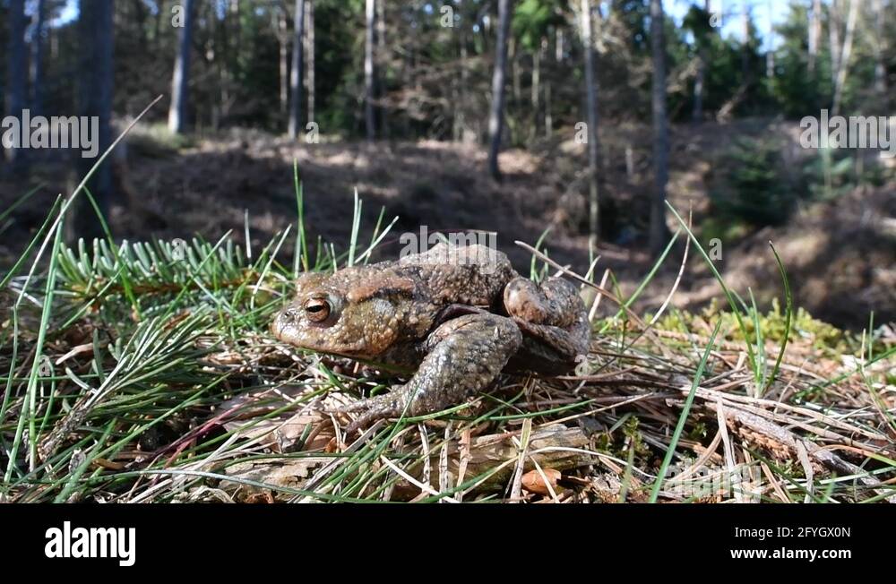 Common toads britain Stock Videos & Footage - HD and 4K Video Clips - Alamy