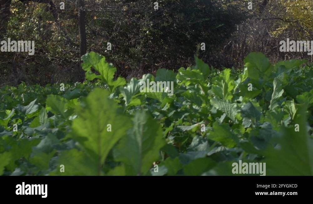 Green plot Stock Videos & Footage - HD and 4K Video Clips - Alamy