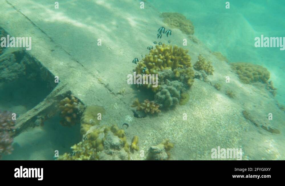 Underwater wing Stock Videos & Footage - HD and 4K Video Clips - Alamy