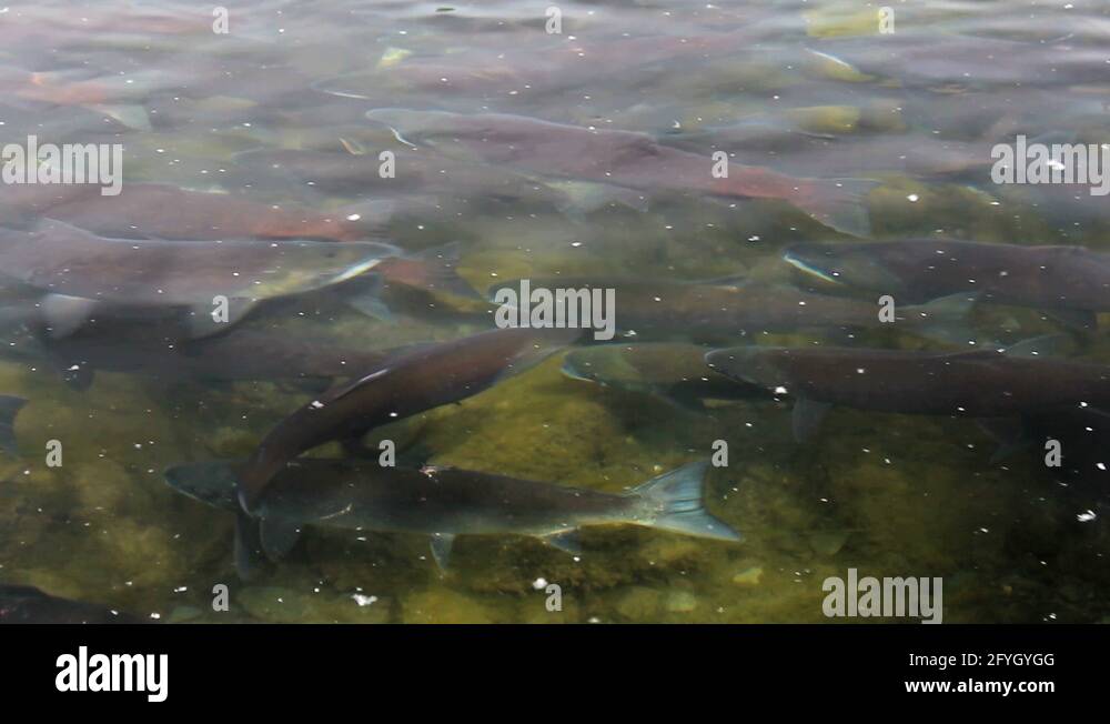 Wildlife pools Stock Videos & Footage - HD and 4K Video Clips - Alamy