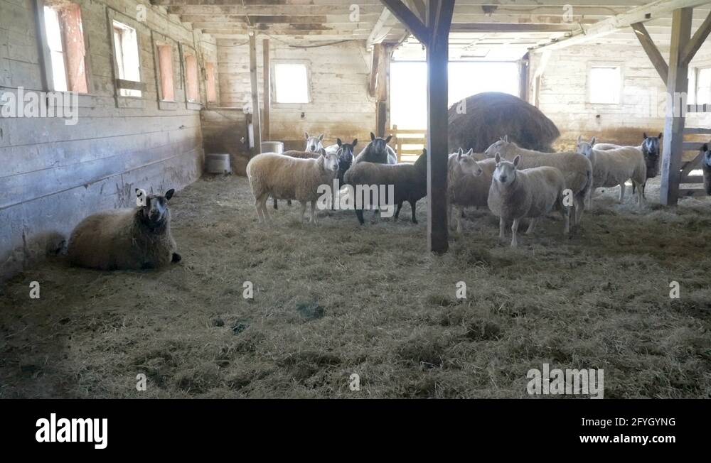 Hay barn sheep Stock Videos & Footage - HD and 4K Video Clips - Alamy